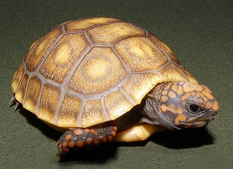 Jabuti Piranga - Chelonoidis carbonaria / carbonarius - Jabuti ...