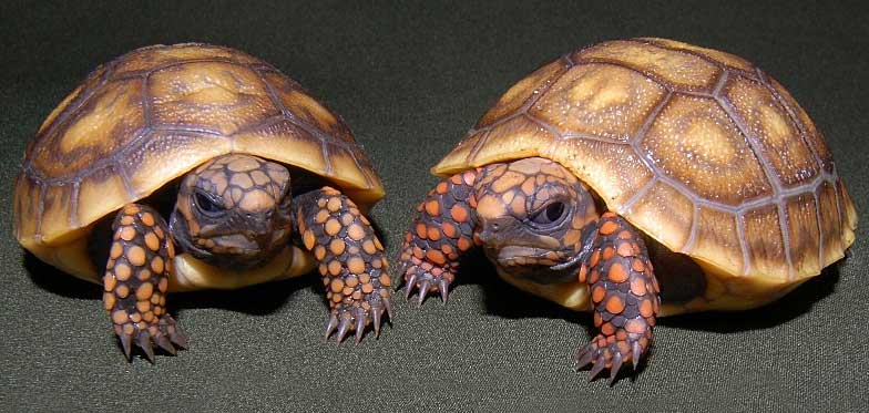 Jabuti Piranga - Chelonoidis carbonaria / carbonarius - Jabuti ...