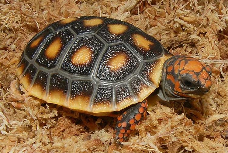Jabuti Piranga - Chelonoidis carbonaria / carbonarius - Jabuti ...