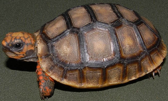 Jabuti Piranga - Chelonoidis carbonaria / carbonarius - Jabuti ...