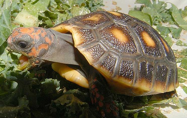 Jabuti Piranga - Chelonoidis carbonaria / carbonarius - Jabuti ...
