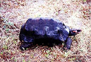 Jabuti Piranga - Chelonoidis carbonaria / carbonarius - Jabuti ...
