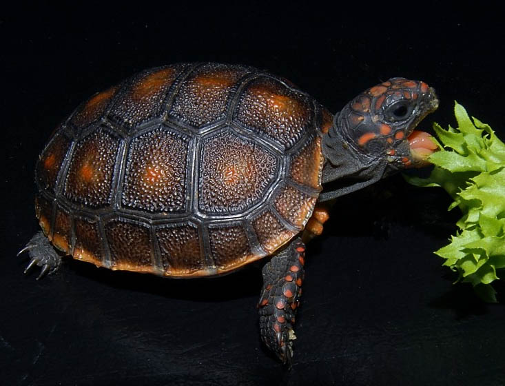 Jabuti Piranga - Chelonoidis carbonaria / carbonarius - Jabuti ...