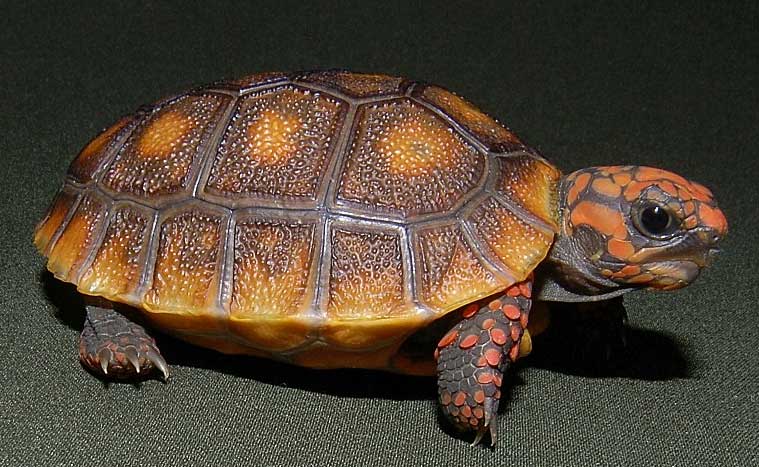 Jabuti Piranga - Chelonoidis carbonaria / carbonarius - Jabuti ...