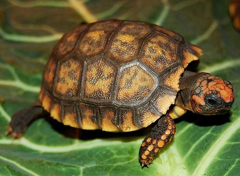 Jabuti Piranga - Chelonoidis carbonaria / carbonarius - Jabuti ...
